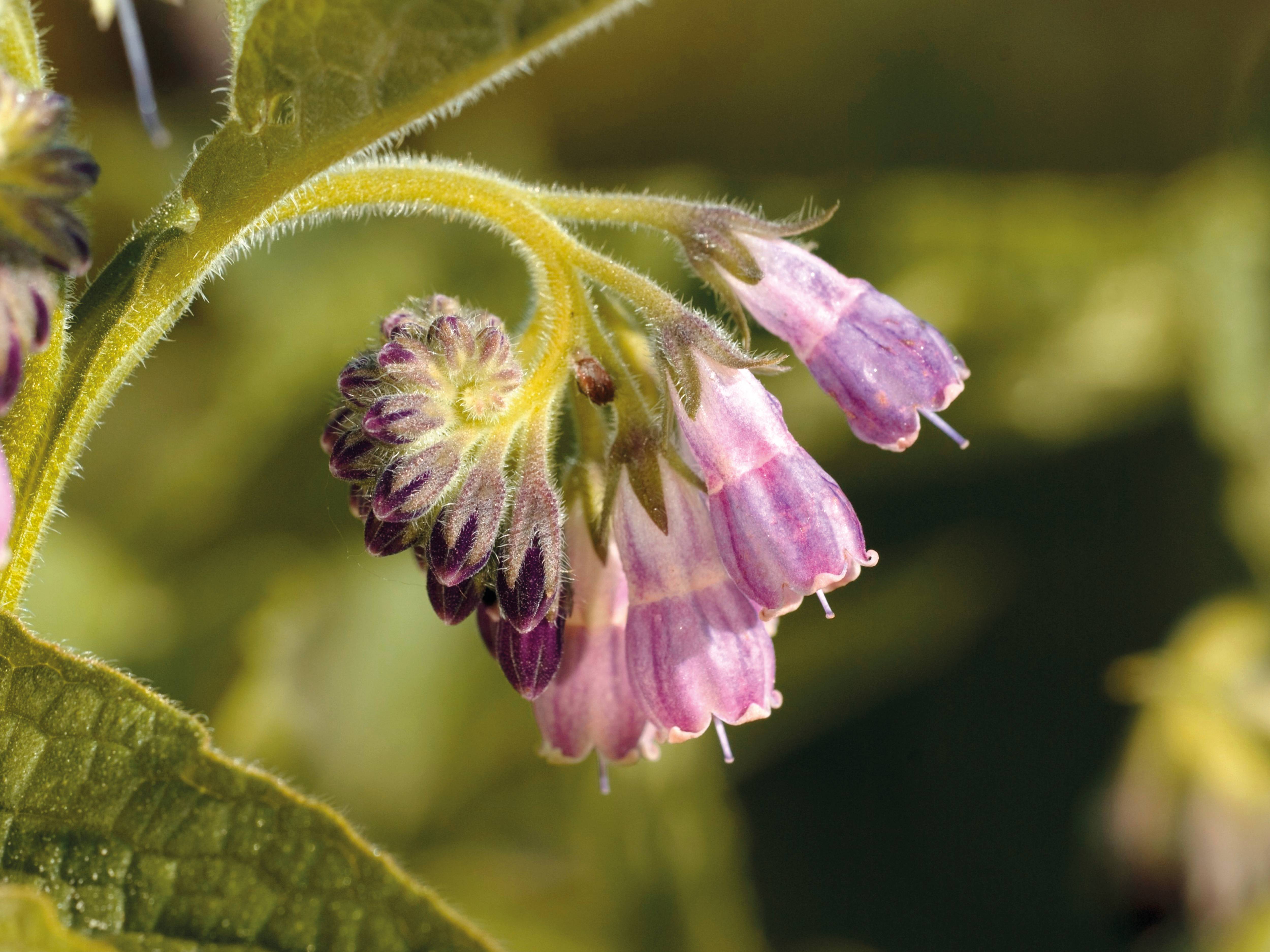 Symphytum: in der Homöopathie