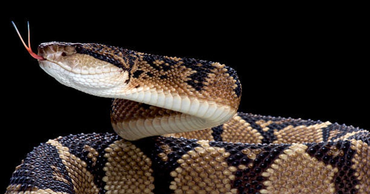 Lachesis: das Gift des Buschmeisters in der Homöopathie