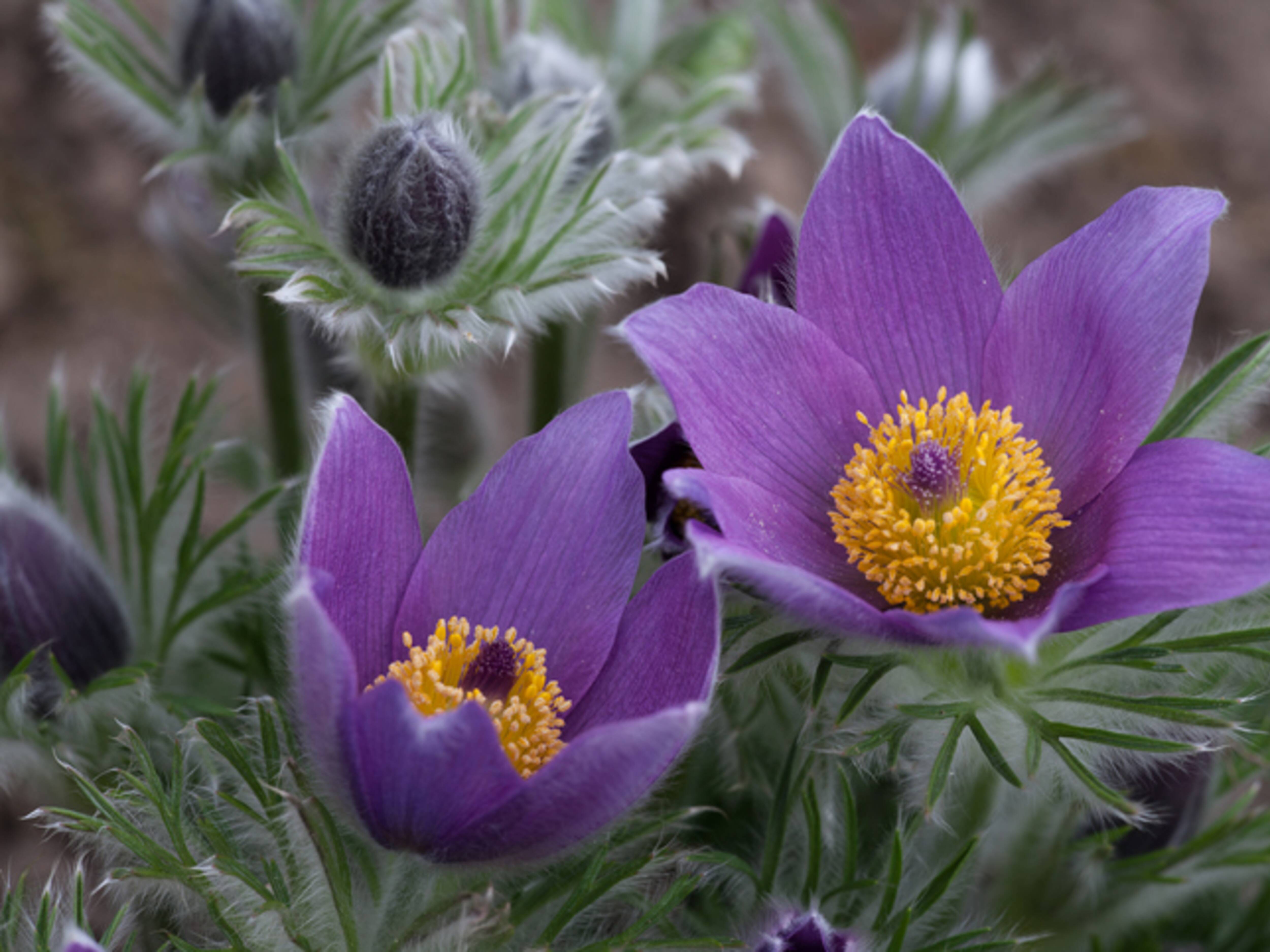 Pulsatilla: Homöopathie-Wirkstoffe