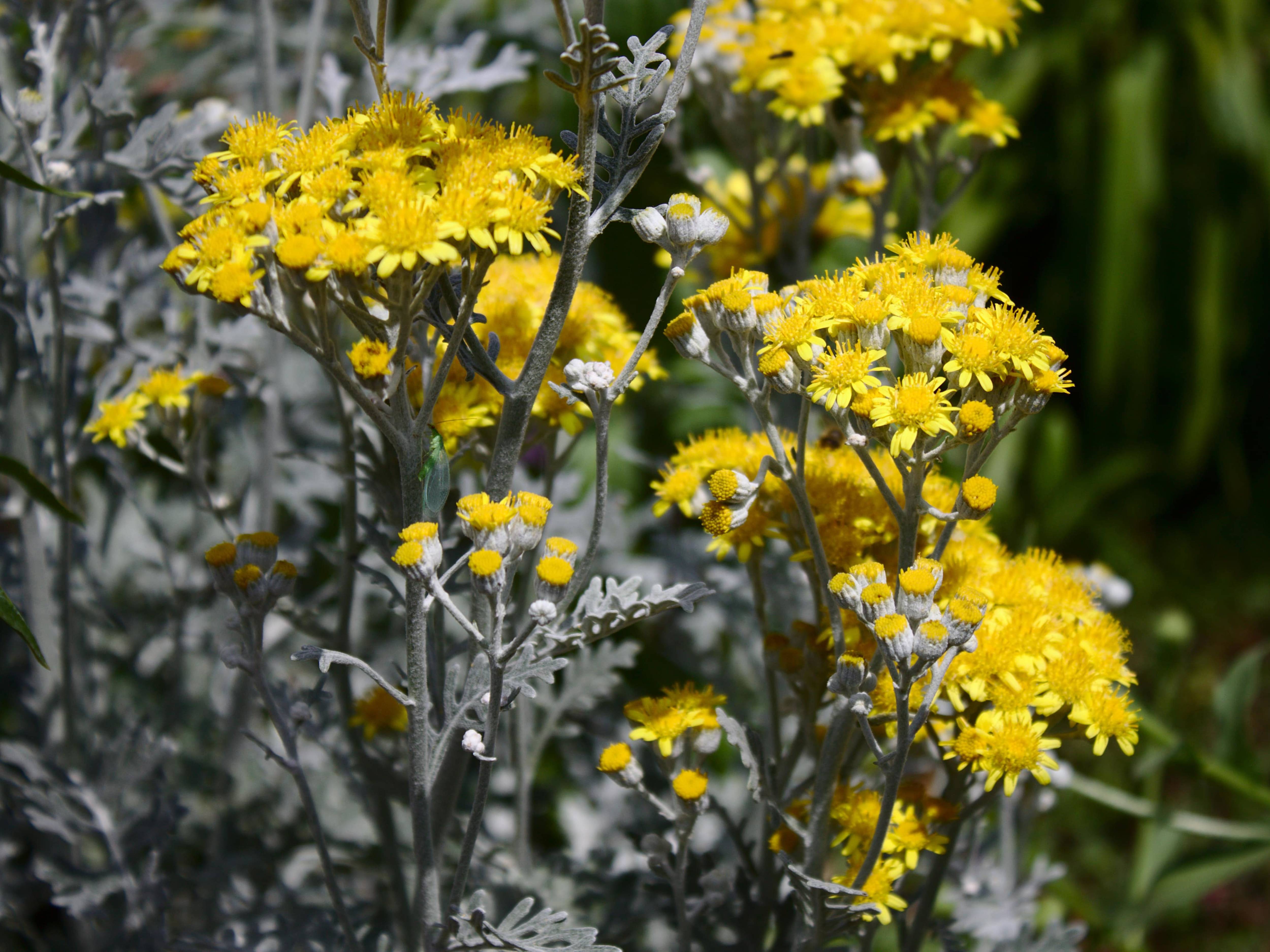 Cineraria maritima: in der Homöopathie