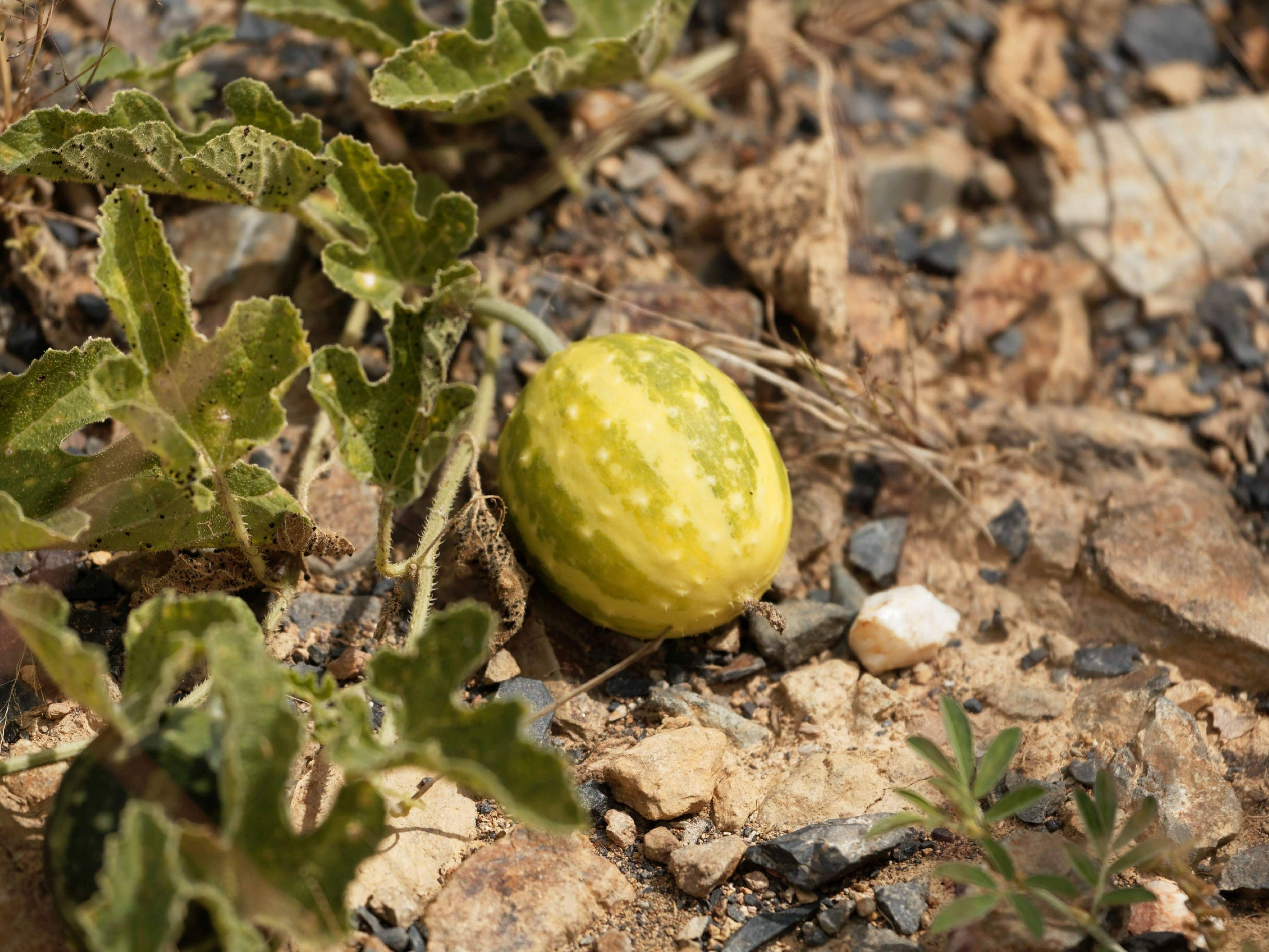 Colocynthis: die Koloquinte in der Homöopathie