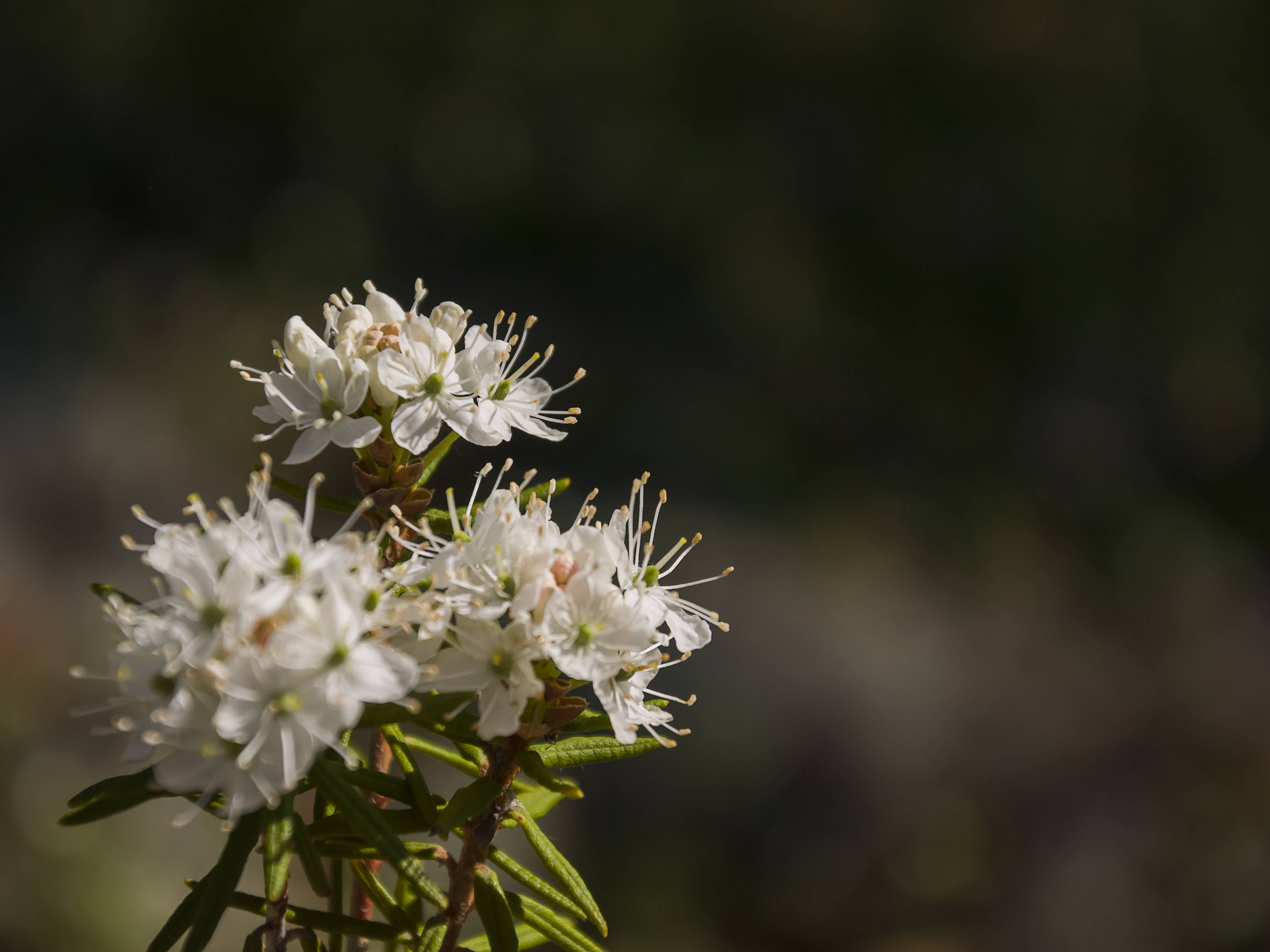 Ledum palustre: Der Sumpfporst in der Homöopathie