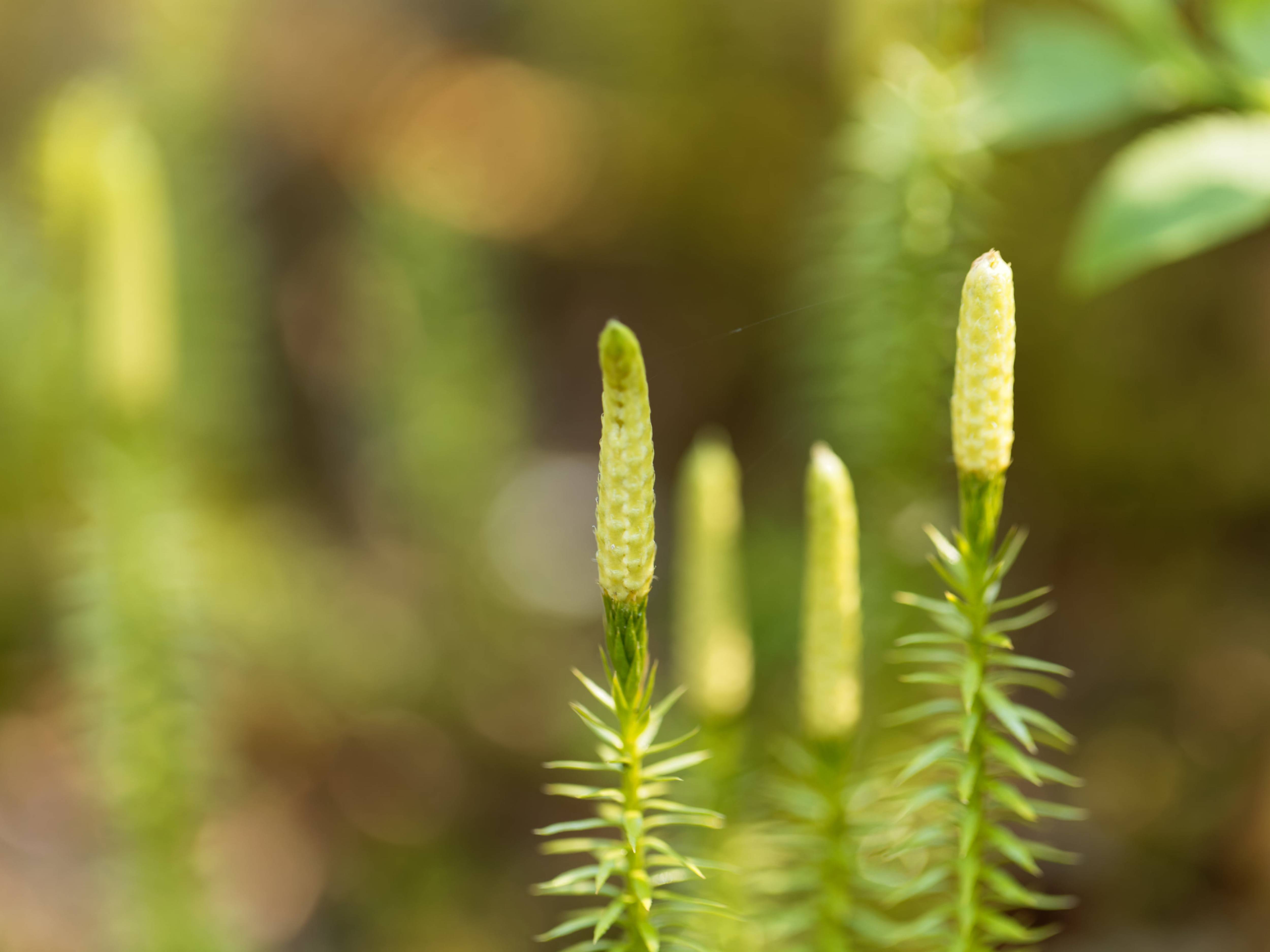 Lycopodium: il principio attivo dell’omeopatia