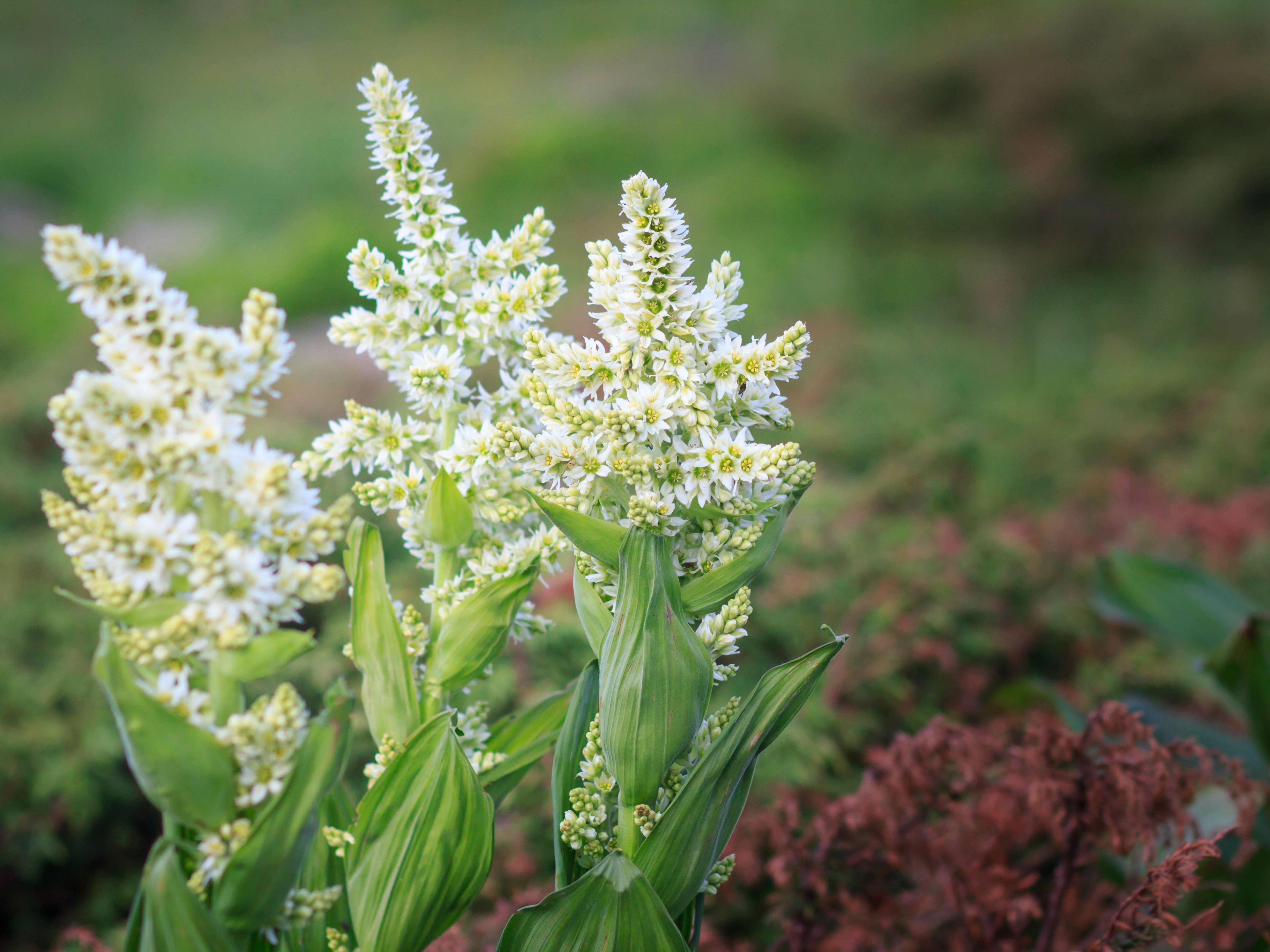 Veratrum album: Weisser Germer in der Homöopathie