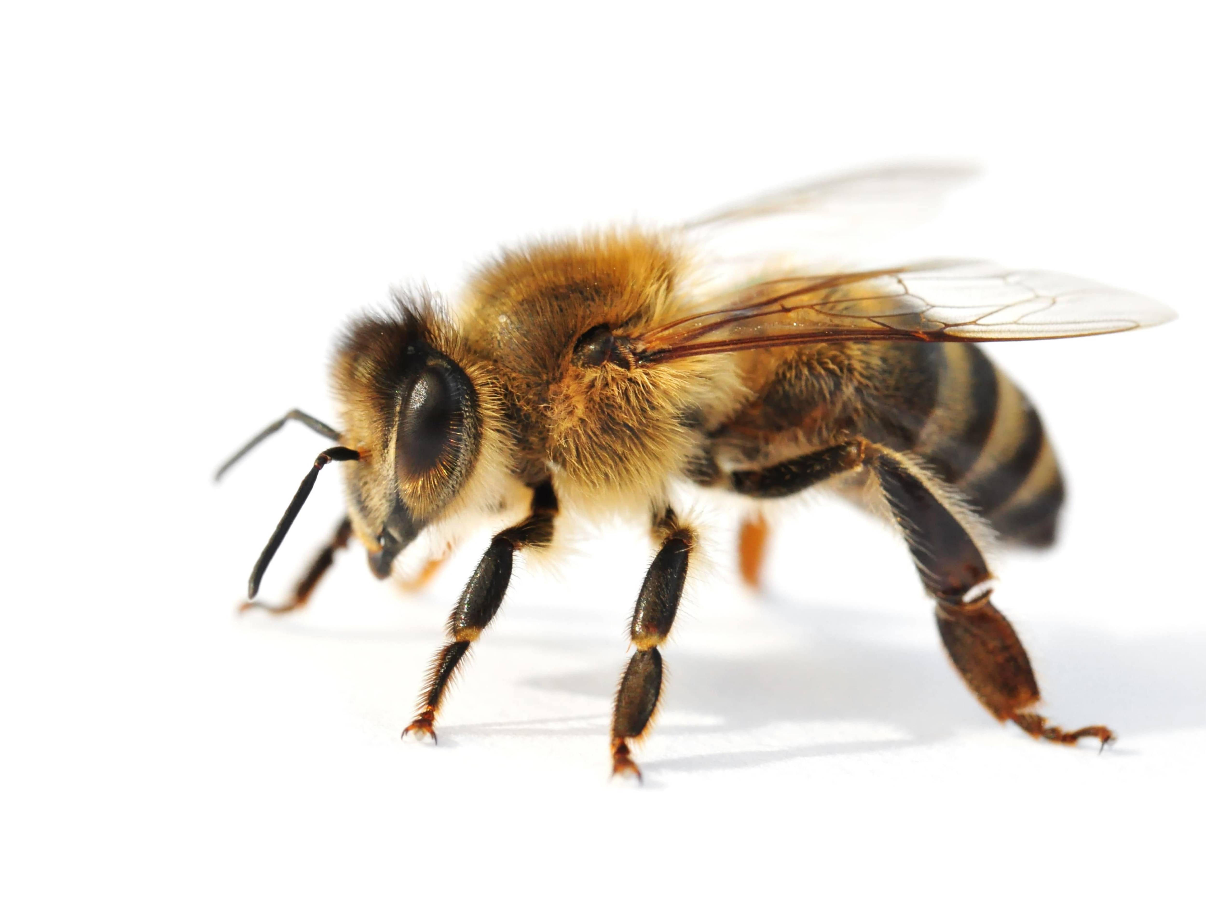 Apis mellifica: Homöopathie bei Entzündungen