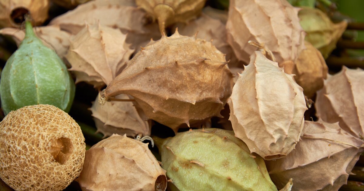Luffa operculata in der Homöopathie