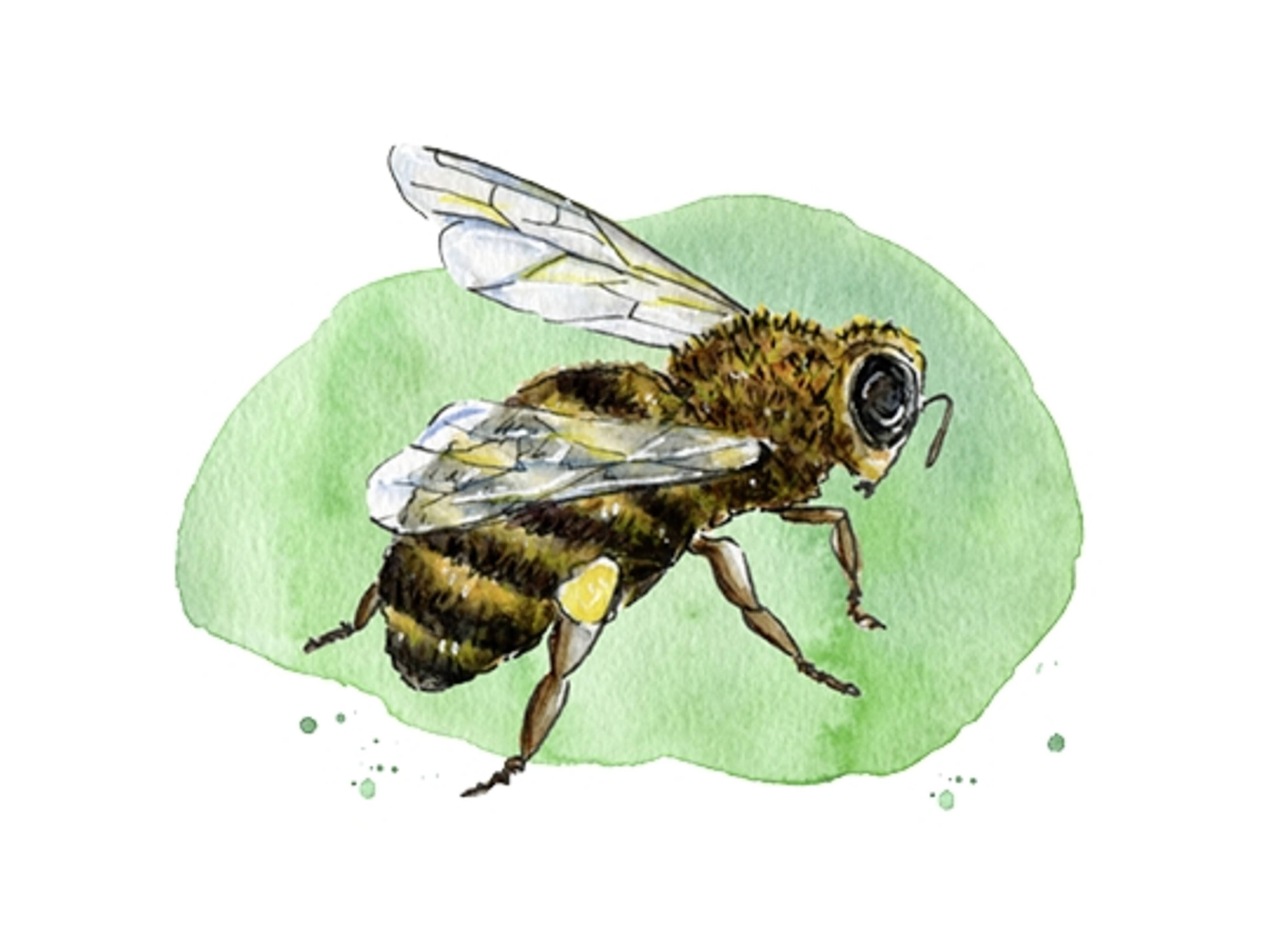 Apis mellifica: omeopatia in caso di infiammazioni