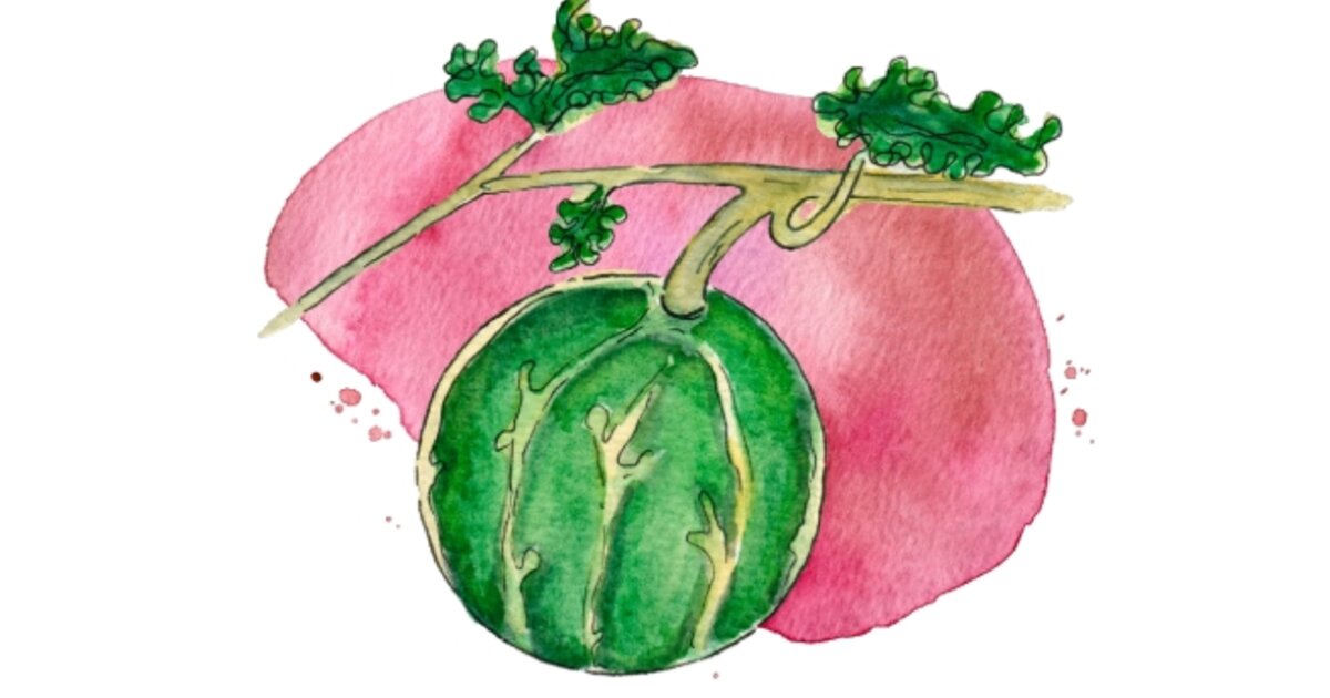 Colocynthis: die Koloquinte in der Homöopathie