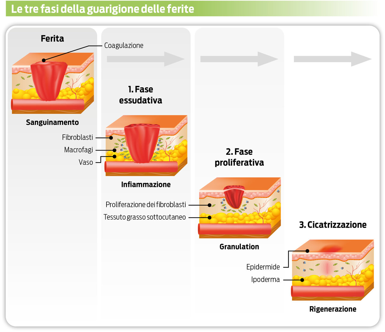 Guarigione delle ferite | Similasan